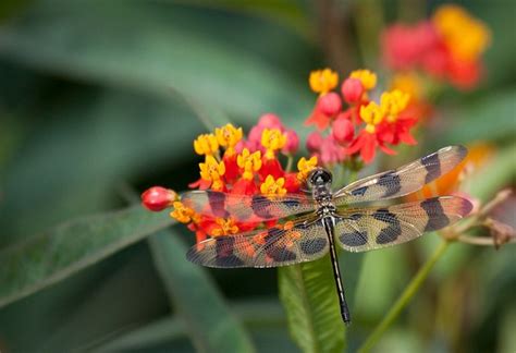 Pinterest