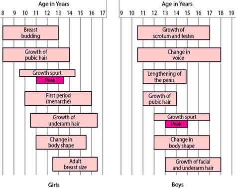 Image Milestones In Sexual Development Msd Manual Consumer Version