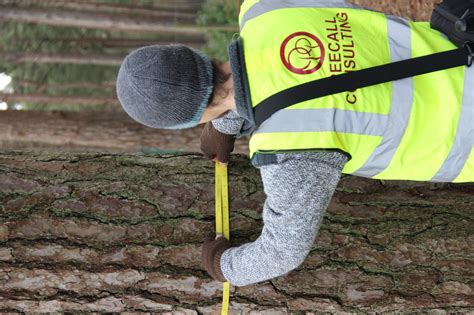 Tree Surveys Recommendations Arboricultural Consultants Dorset