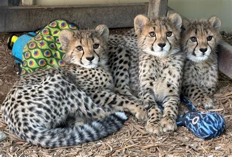 The Life Of A Showgirl The Cheetah Cubs Next Era ⭐ Cincinnati Zoo