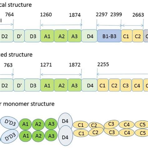 The Classical Structure And The Latest Structure Of Vwf As Well As The