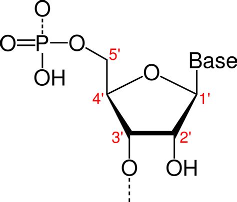 Download Molecular Structure Of Deoxyribonucleotide Full Size Png Image Pngkit