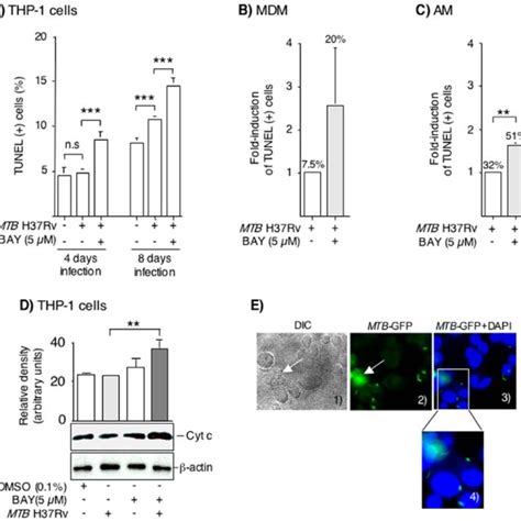 Inhibition Of Nfkb Activation Using A Dominant Negative To Ikba A