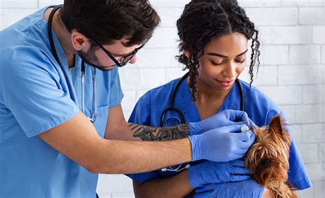 Veterinary Assistant Series Rsu 19 Adult Education