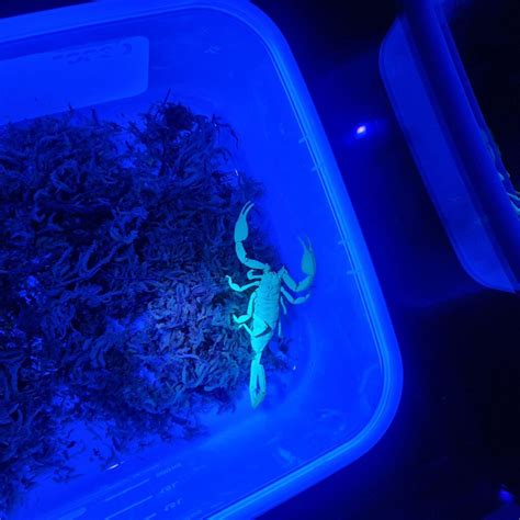 Flinders Ranges Scorpion Urodacus Elongatus Bug Frenzy