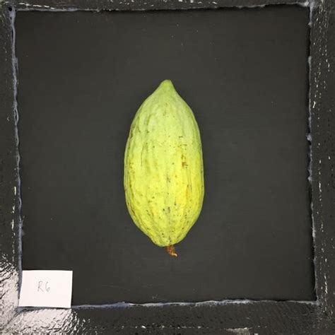 Uf 18 Cacao Maturity Detection Object Detection Dataset V1 2023 04 28 2 58pm By Cacao