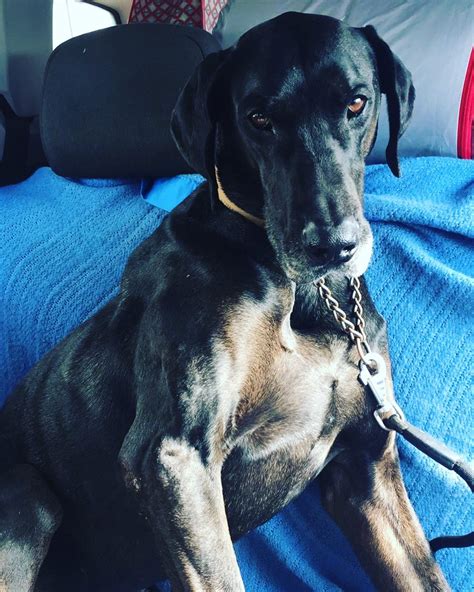 La Storia Di Simba E Del Suo Bravo Papà Eros E Gli Altri Facebook