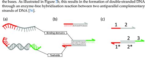 Single And Double Stranded Dna Represented In Three Different Manners