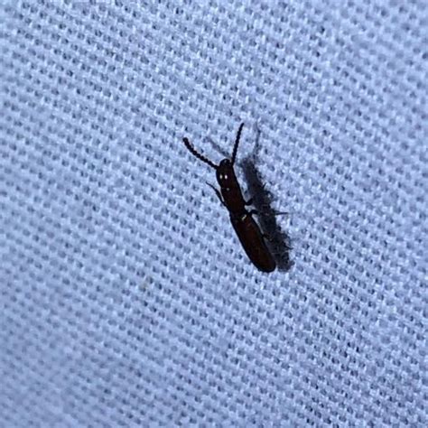 Parasitic Flat Bark Beetles Passandridae Insect Identification Guide