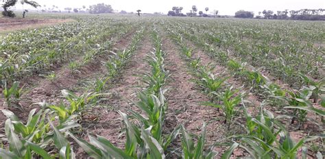 စစ်ကိုင်းတိုင်းဒေသကြီးအတွင်း မိုးသီးနှံအစေ့ထုတ်ပြောင်းစိုက်ပျိုးမှု ၄၀ ရာခိုင်နှုန်းကျော်ပြီးစီး