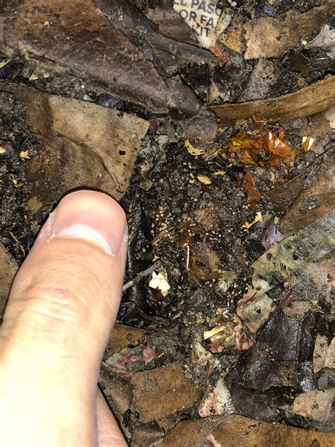 Red Wiggler Worm Eggs