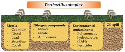 Simply Versatile The Use Of Peribacillus Simplex In Sustainable