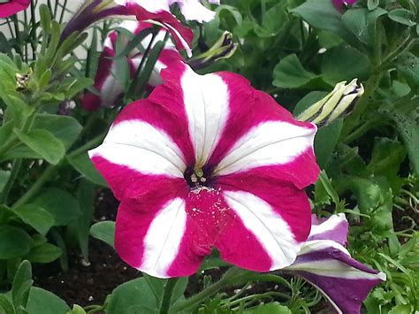 Flowers Porn Pictures Xxx Photos Sex Images 1025504 Pictoa