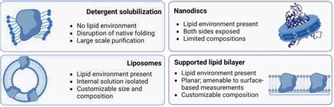 Cell Free Membrane Protein Synthesis Creative Biostructure