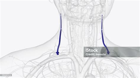 The External Jugular Vein Is A Long Vein Of The Neck Which Drains The