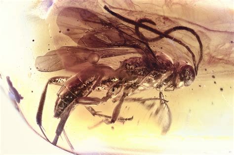 Detailed Fossil Spider Wasp Pompilidae In Baltic Amber 325363 For