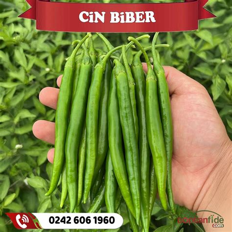 Toptan Hibrit Cin Biber Fidesi En Uygun Fiyatı