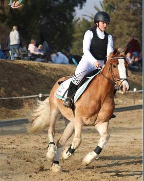 Sukses Vir Ashley Nadat Sy Van Perd Af Val Vaalweekblad