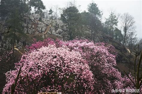 很多人問藥王谷辛夷花值不值得去 攝影小白拍回的照片給你參考 每日頭條
