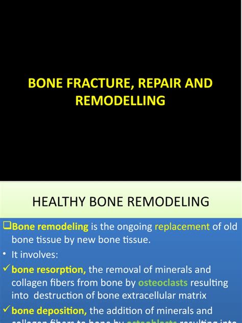 bone fracture and remodelling pdf bone osteoblast