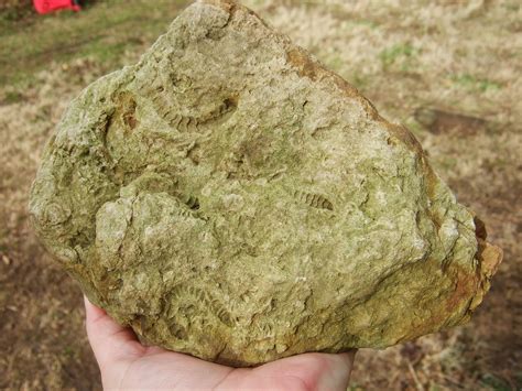 Is This A Worm Fossil Or Something Different Fossil Id The Fossil Forum