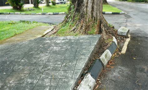 Tree Root Causing Pavement Damage Stock Photo Image Of Caution Damage 100582028
