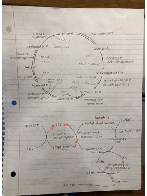 Mcat Pathways 2 Pdf