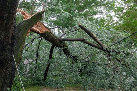 Tree Risk Assessment The Urban Lumberjack