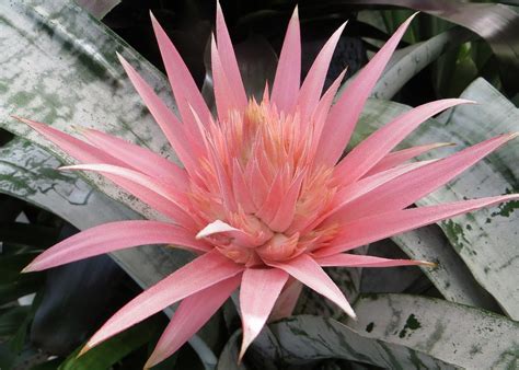 Pink Ginger Free Photo Rawpixel