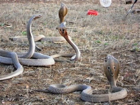 Real Naag Nagin Dance नाग नागिन नृत्य Real Snake Dance At Forest