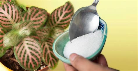 How To Use Epsom Salt For Any Houseplant