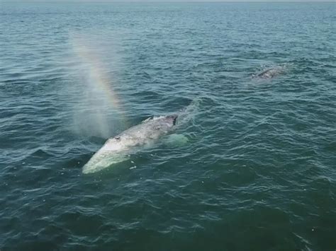 Acaba Alerta Por Muerte Masiva De Ballena Gris En México Eu Y Canadá
