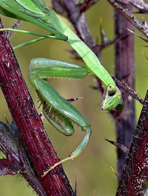 The Not So Blessed Praying Mantis Farm And Dairy