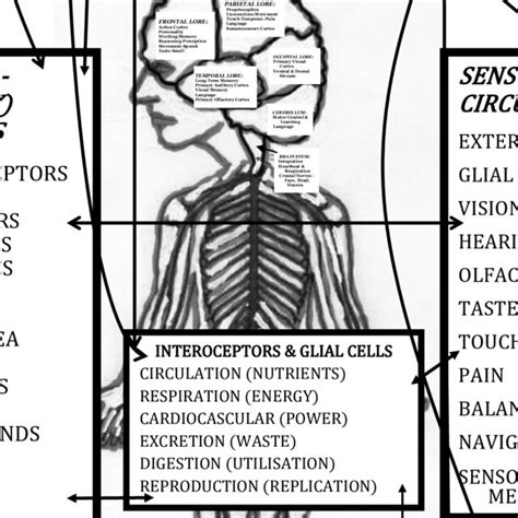 3 Embodied Cognition Body Spine Brain Environment Whole Agents Ccc Download Scientific