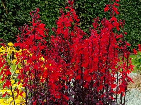 Лобелия однолетняя или многолетняя