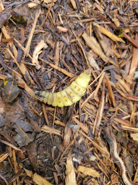 Found In Oklahoma City Ive Never Seen One Before Looks Like Its Close To Dying R Whatsthisbug