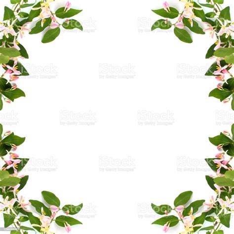 봄 꽃 구성 흰색 배경에 섬세한 분홍색 꽃프레임 그린 브랜치 상단 보기 평평한 평지 텍스트 장소 복사 공간 0명에 대한 스톡 사진 및 기타 이미지 Istock