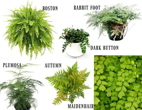 30 Types Of Indoor And Outdoor Ferns Artofit