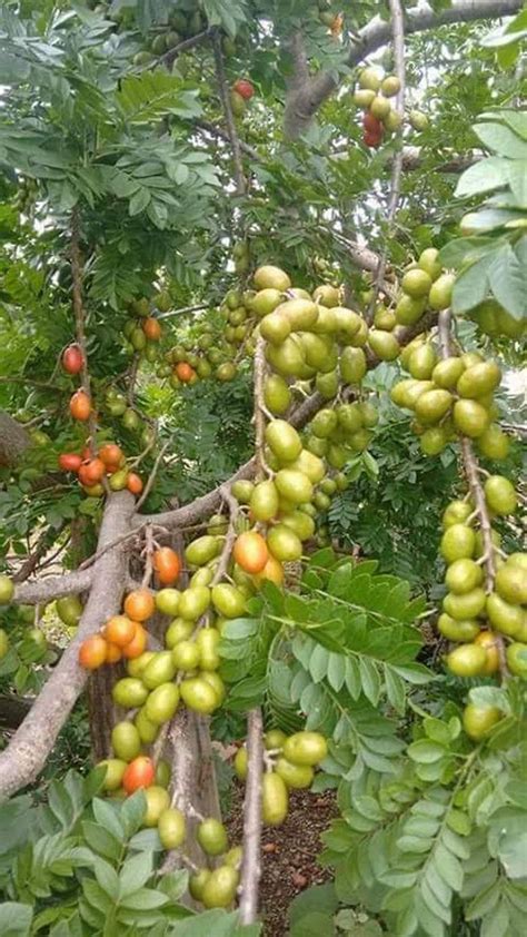 100 Ideias De Frutas Frutas E Vegetais Frutas Exóticas Arvore De Frutas