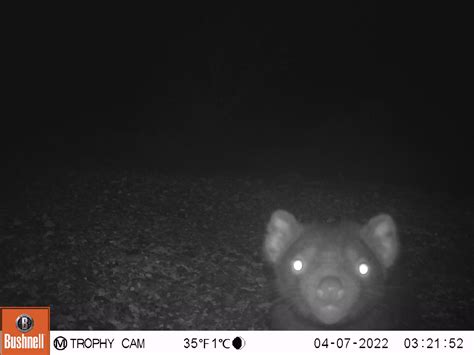 Ai Employs Tasmanian Devil Rescue By University Scientists Mirage News