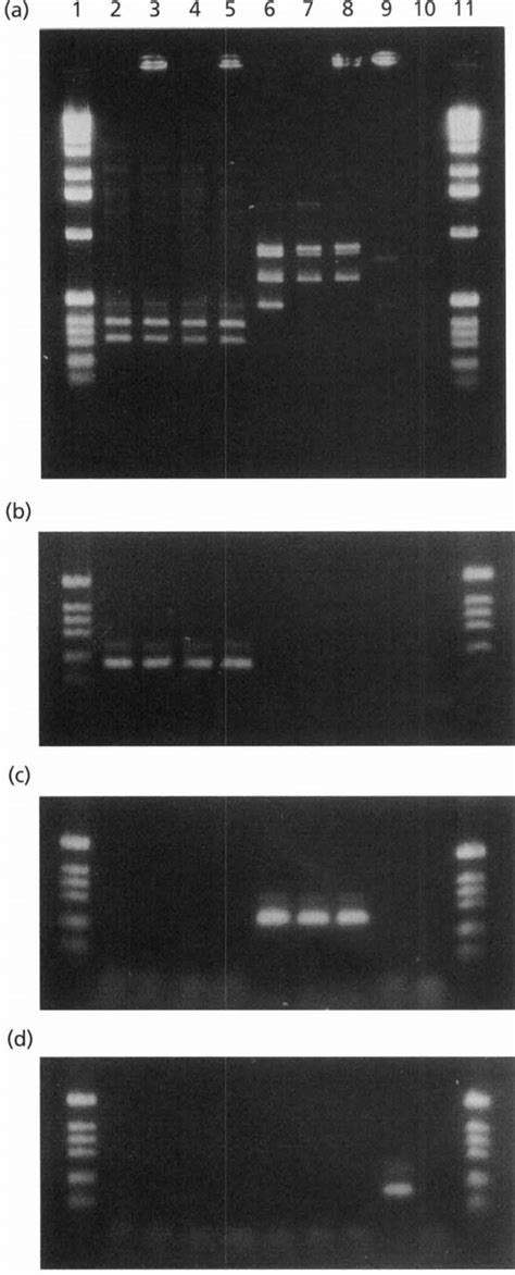 Rapd Profiles A And Pcr Products Obtained From Amplification Of