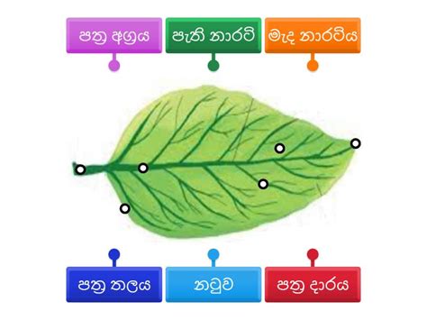 ශාක පත්‍රයක කොටස් නම් කරමු Labelled Diagram