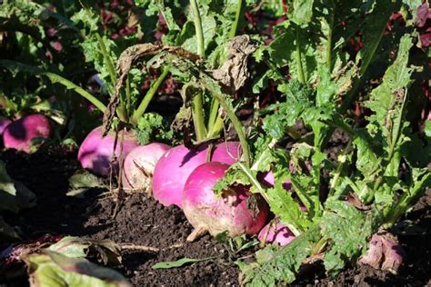 Turnip Vs Radish What S The Difference Live Eat Learn