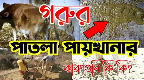 গরুর পাতলা পায়খানার কারণ কি Gorur Patla Paikhanar Karon Ki গরুর ডায়রিয়া কেন হয় Cow