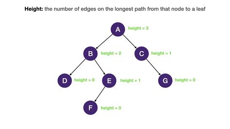Everything About Trees