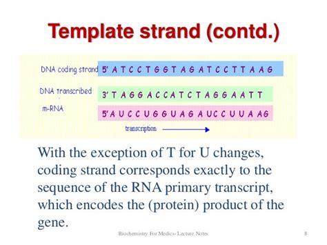solved 23 transcribe the following sequence of dna located