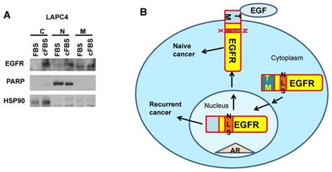 Analysis Of Origin And Protein Protein Interaction Maps Suggests A Distinct Oncogenic Role Of