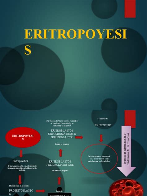 Eritropoyesis 2 Descargar Gratis Pdf Glóbulo Rojo Biología Celular
