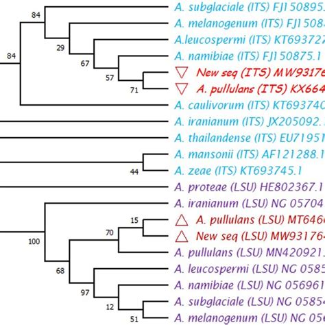Morphology Of The Fungal Species Pure Colony Of Fusarium Proliferatum