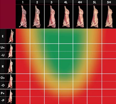 Exploring The Europ Grid Beef Carcass Classification In The Uk Ahdb